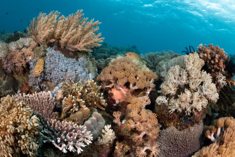 Launch of the first impact loan facility for coral reef conservation